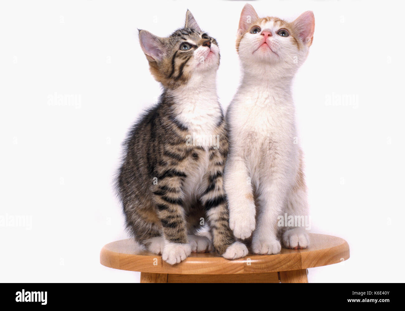 Domestic Cat, Kittens, 14 weeks old, Tabby & White, Ginger & White ...