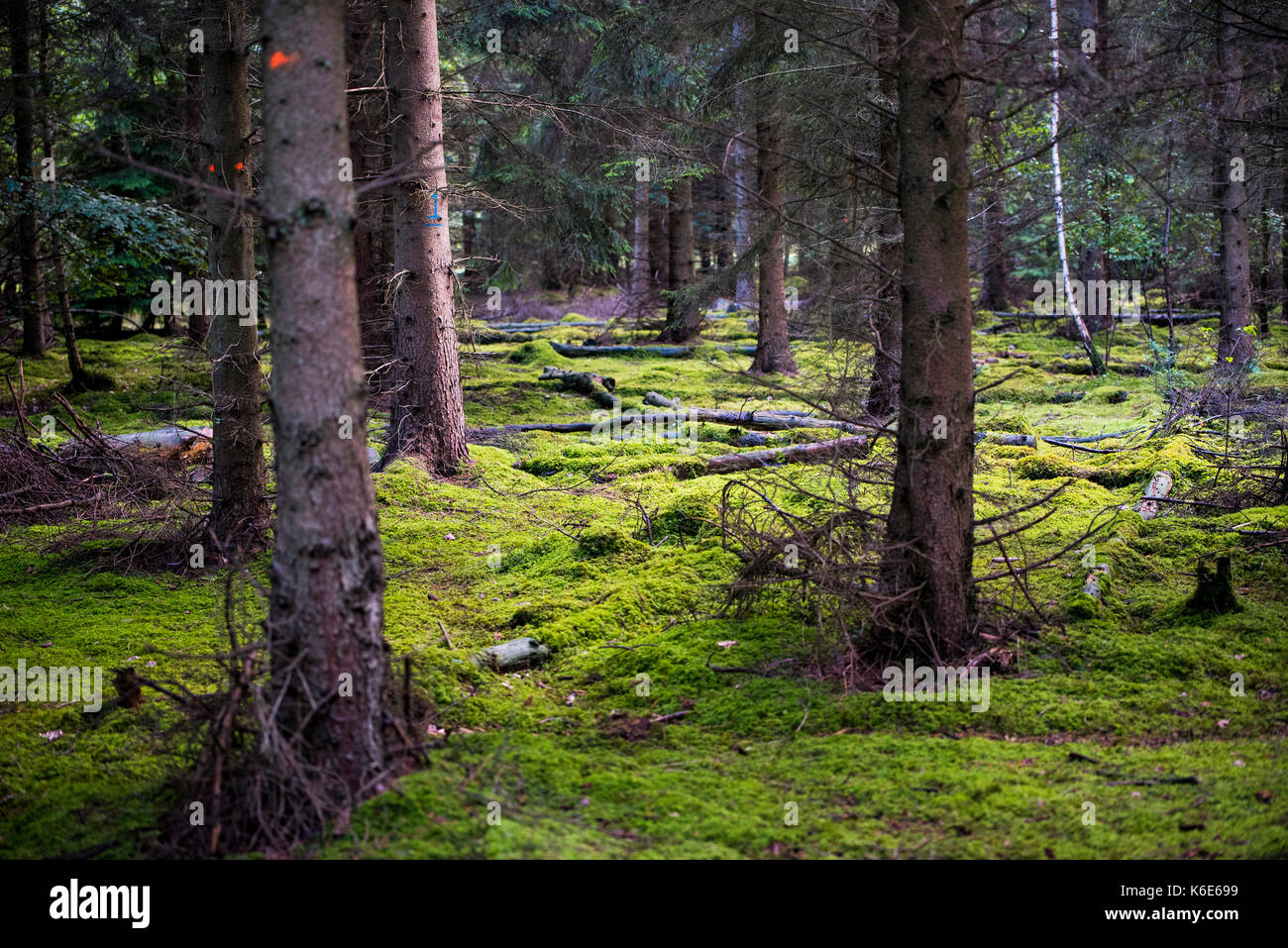 Black Pine Trees Uk High Resolution Stock Photography and Images - Alamy