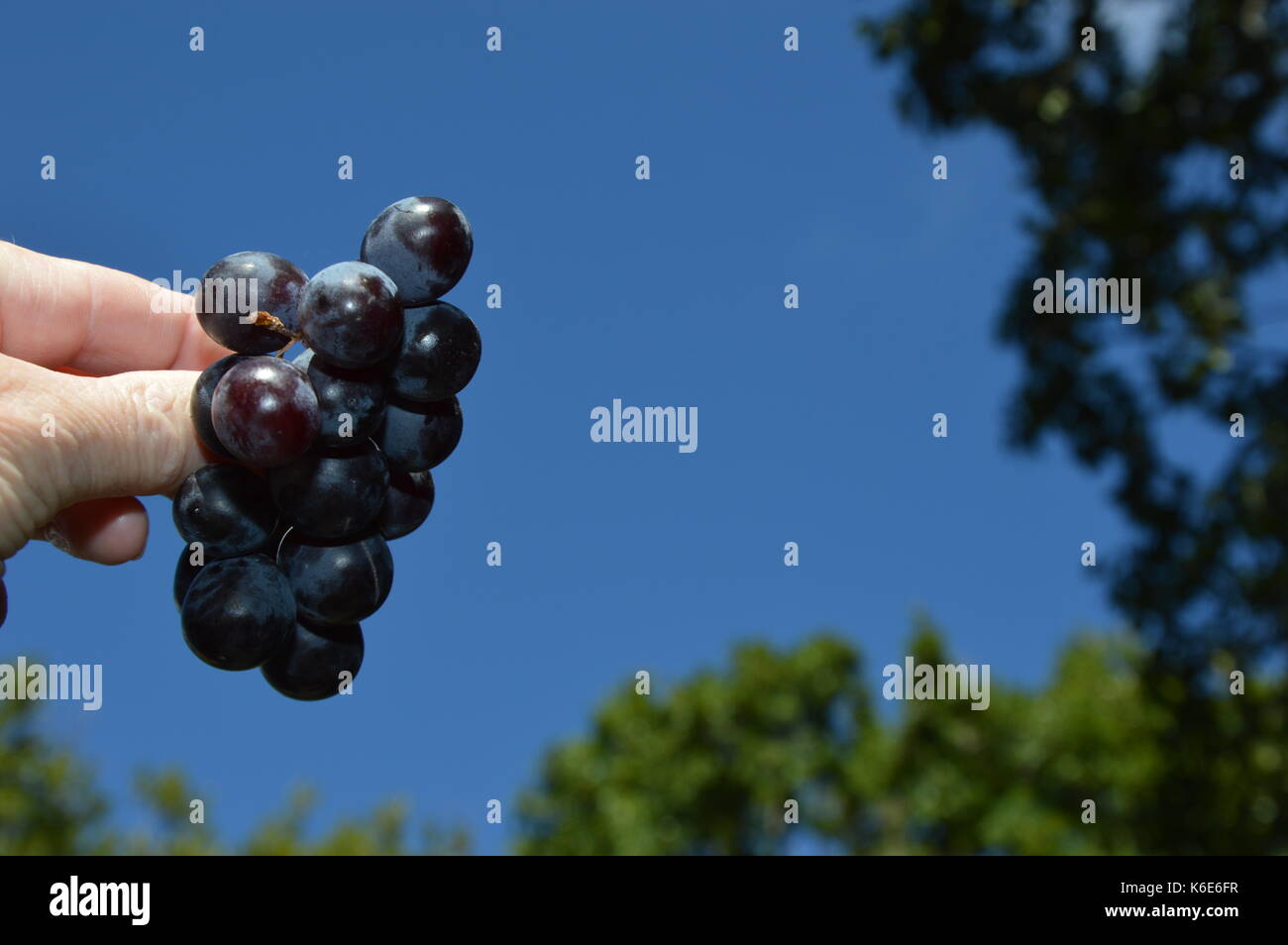 Grapes muscat hi-res stock photography and images - Alamy