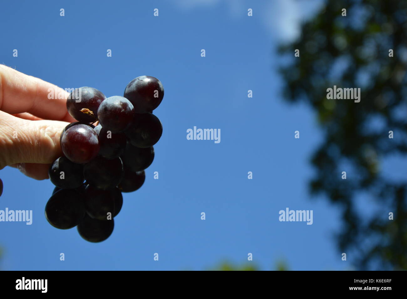 Grape muscat hi-res stock photography and images - Alamy