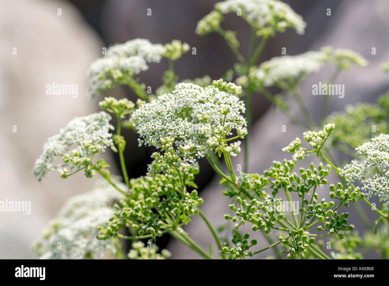 Hemlock Conium maculatum Stock Photo - Alamy
