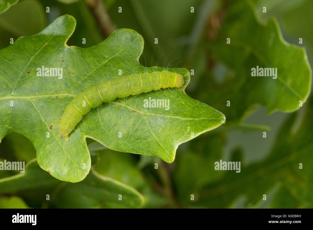 Eichenwicklereulchen hi-res stock photography and images - Alamy