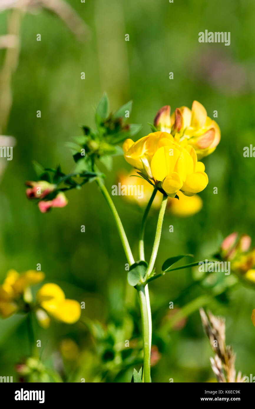 Birds foot trefoil with butterfly hi-res stock photography and images ...