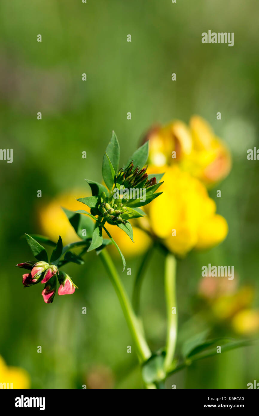 Birds foot trefoil with butterfly hi-res stock photography and images ...