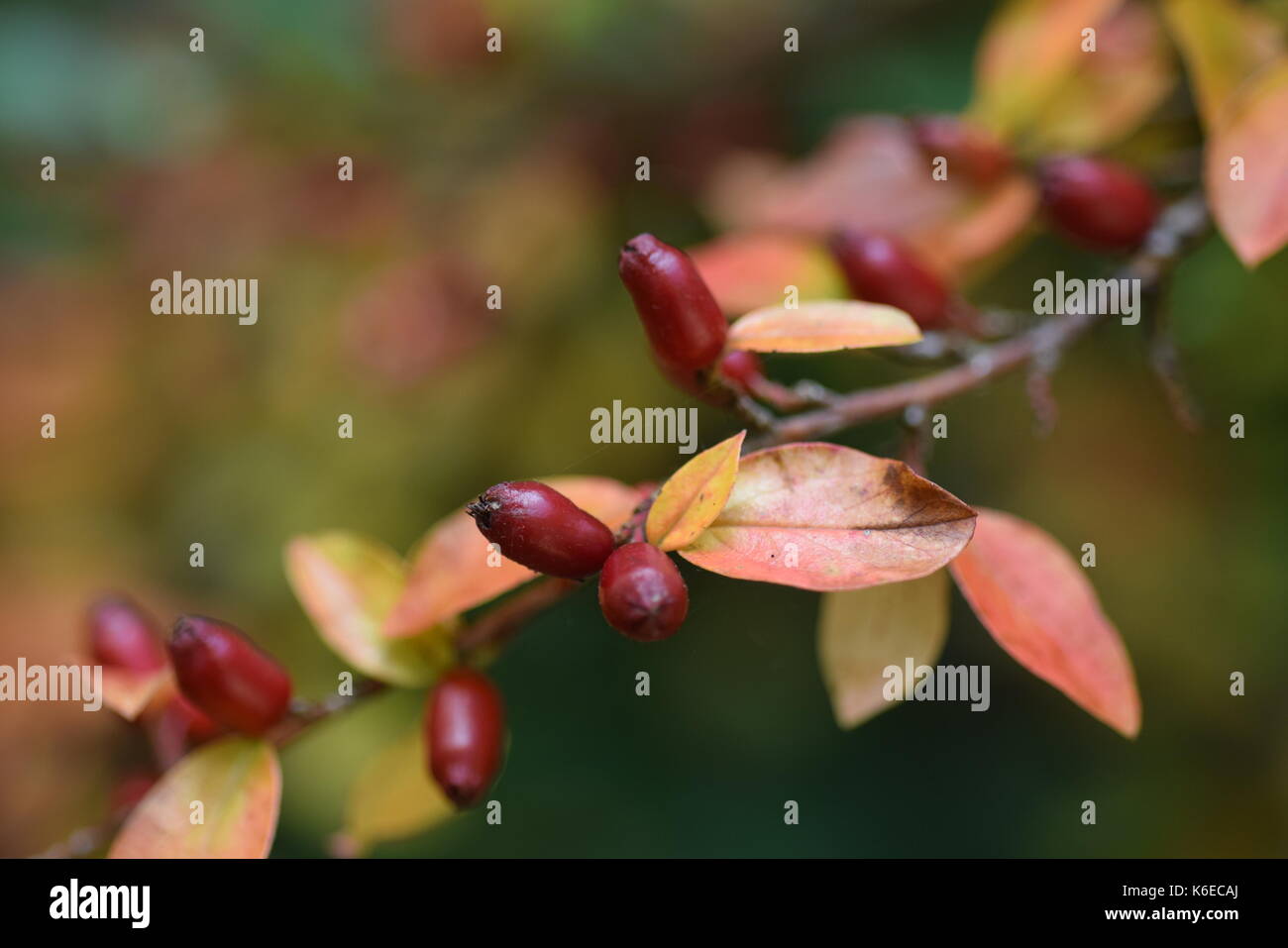 Gold barberry hi-res stock photography and images - Alamy