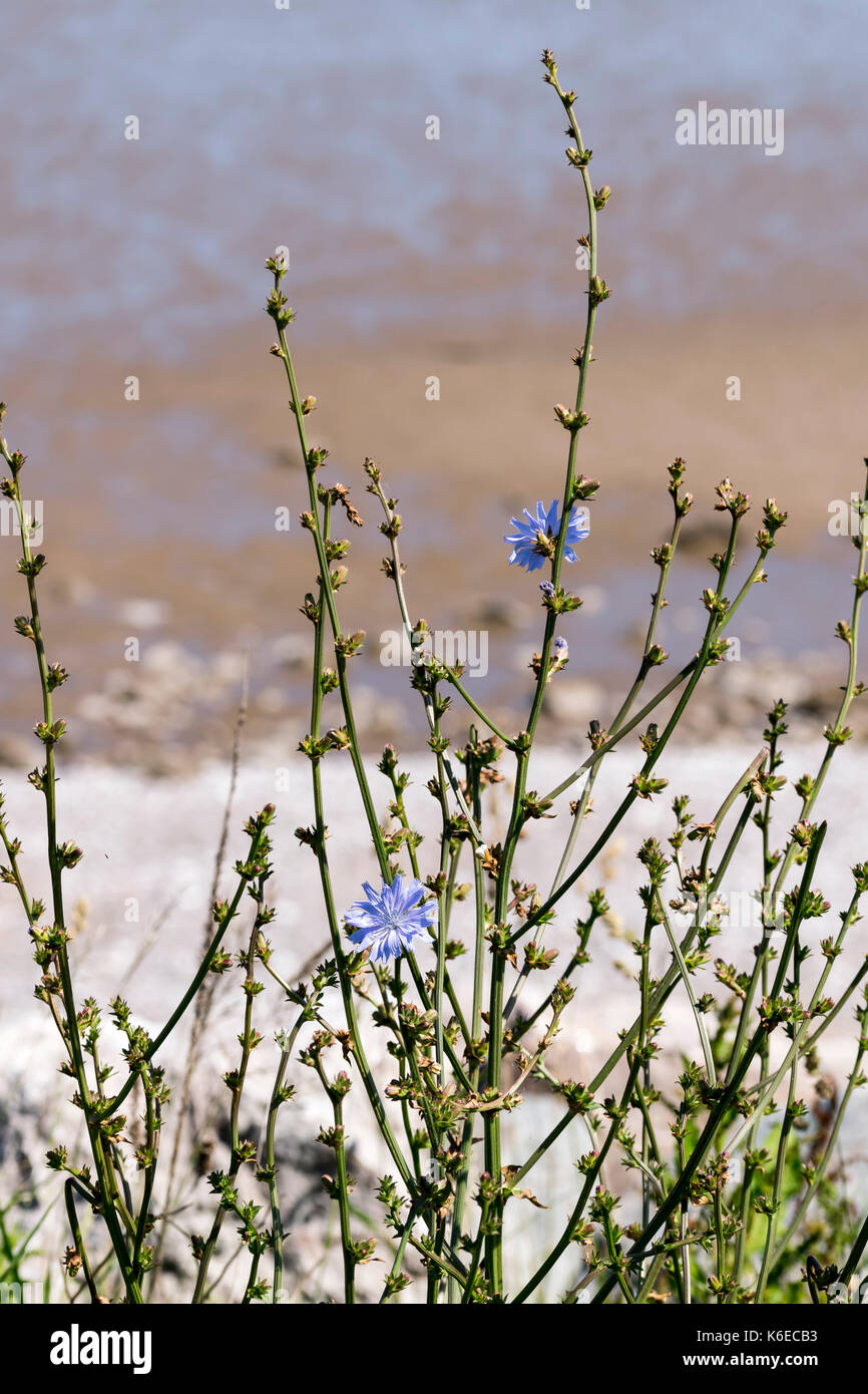 Chicory or Wild Succory growing on the North Wales coastal path Stock ...