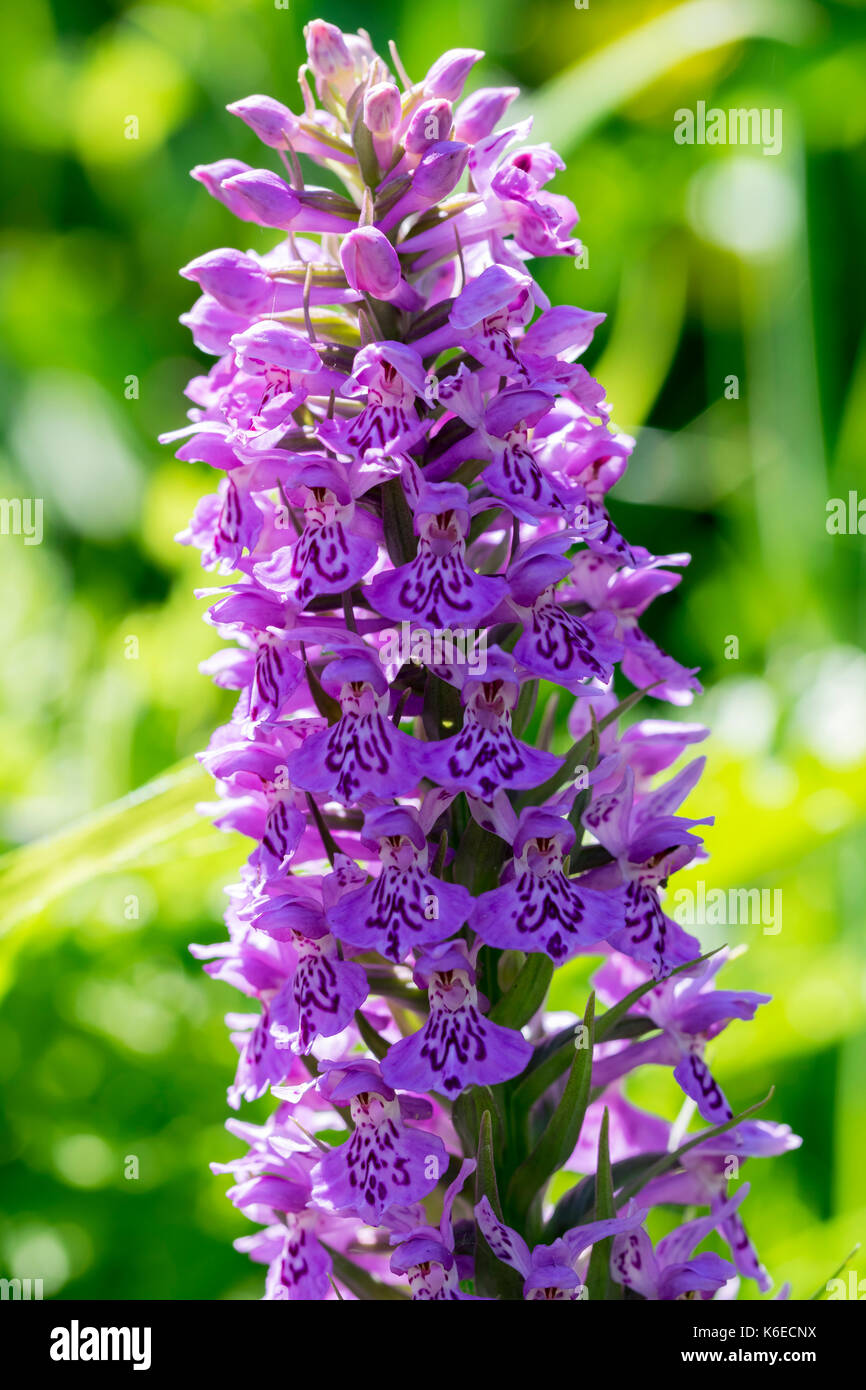 Diamond shaped flower hi-res stock photography and images - Alamy