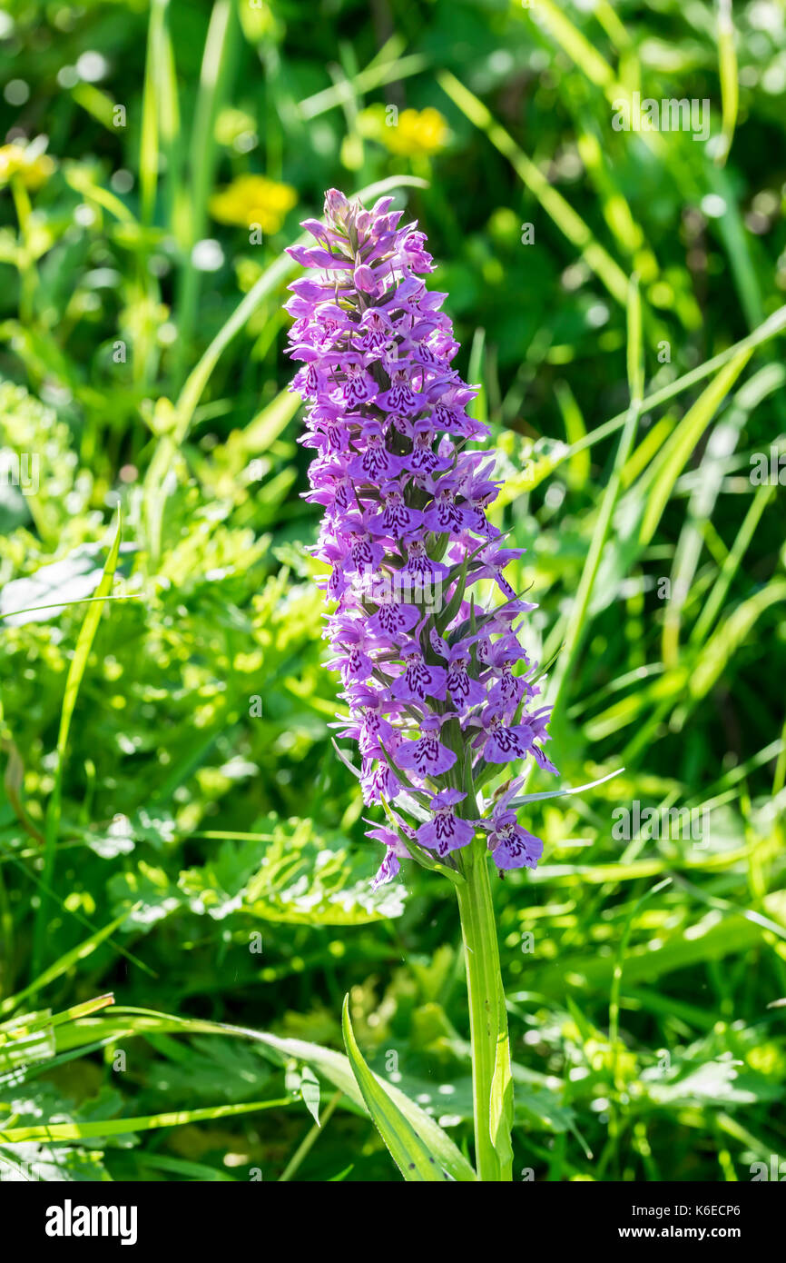 Northern Marsh-orchid Growing on the North Wales coast (diamond shaped ...