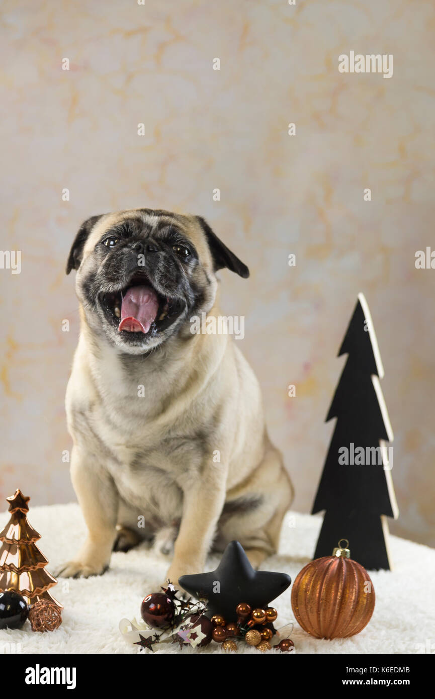 Pug behind hi-res stock photography and images - Alamy