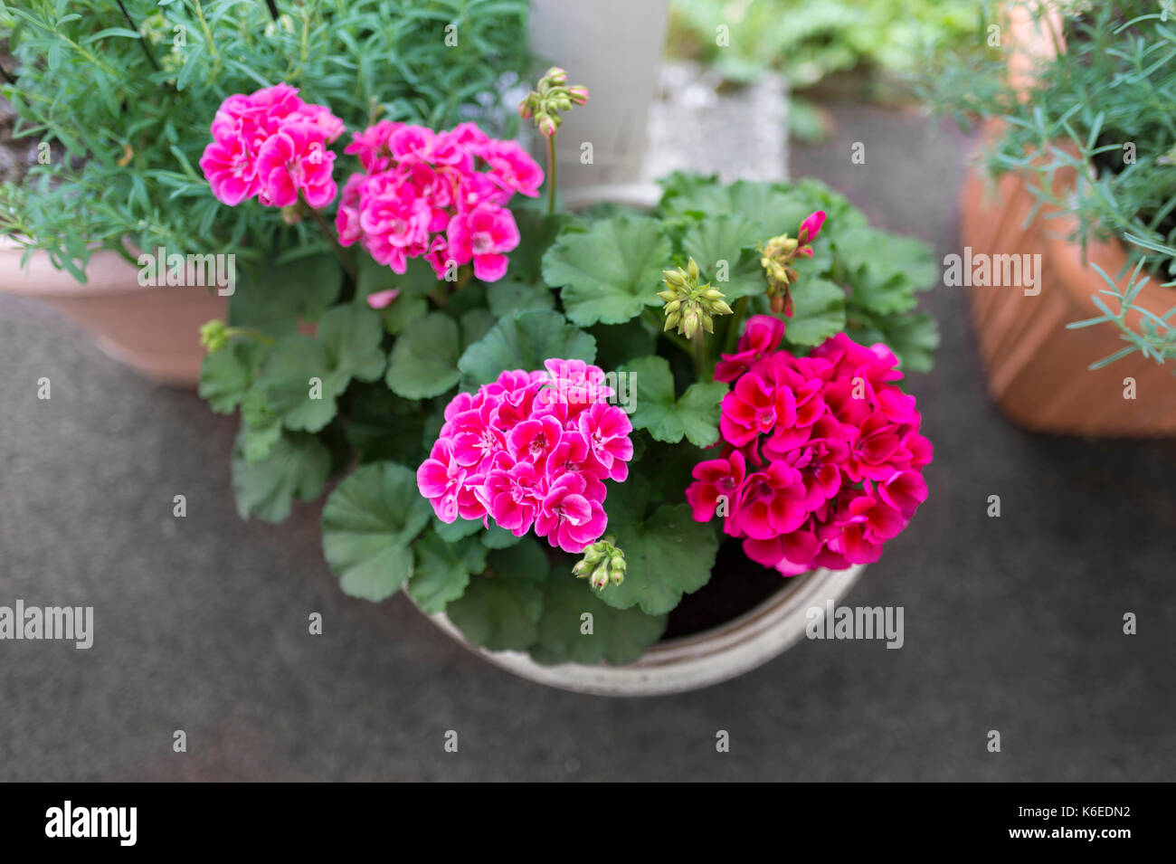 Pink geraniums in glazed beige pot top view Stock Photo - Alamy