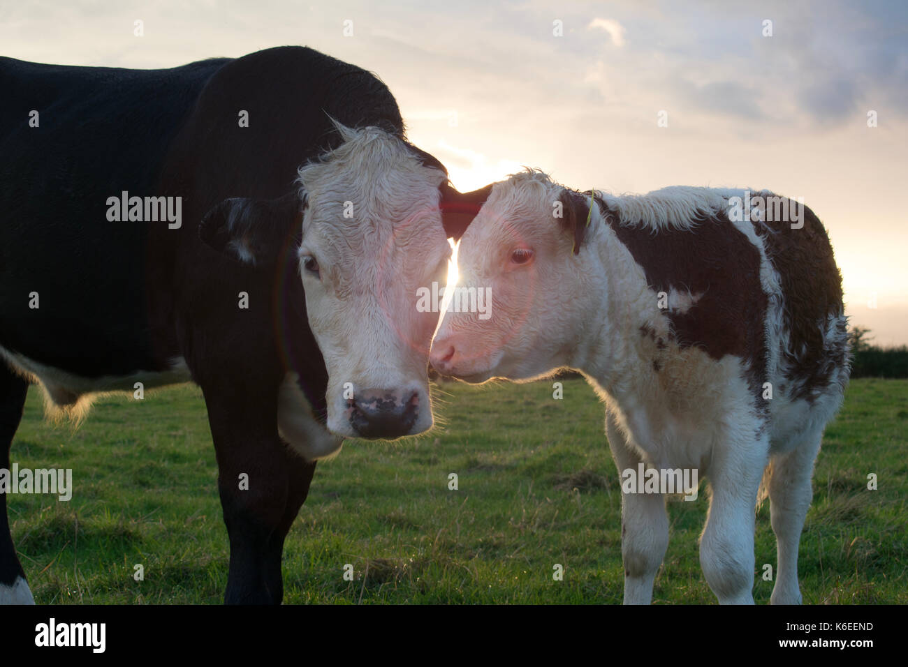 Cow calf sunset hi-res stock photography and images - Alamy