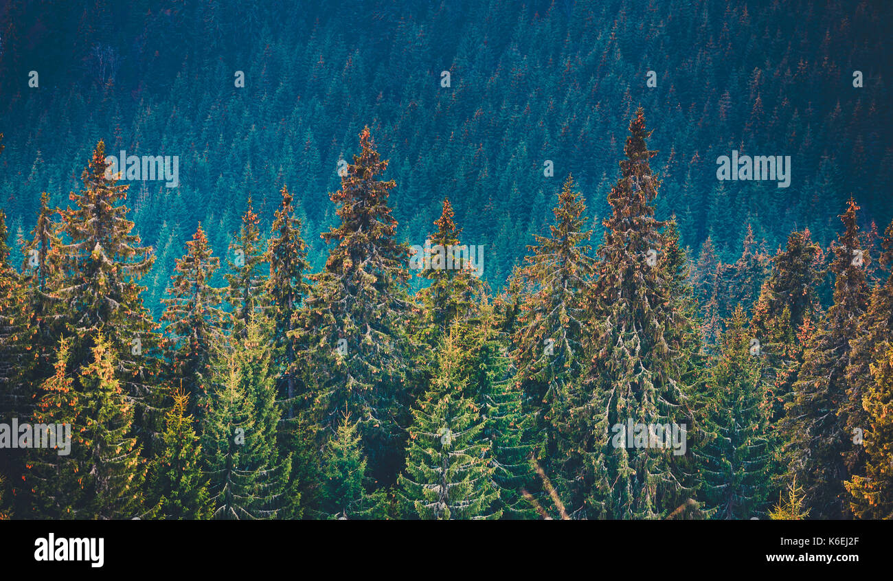 Forest trees ecosystem hi-res stock photography and images - Alamy