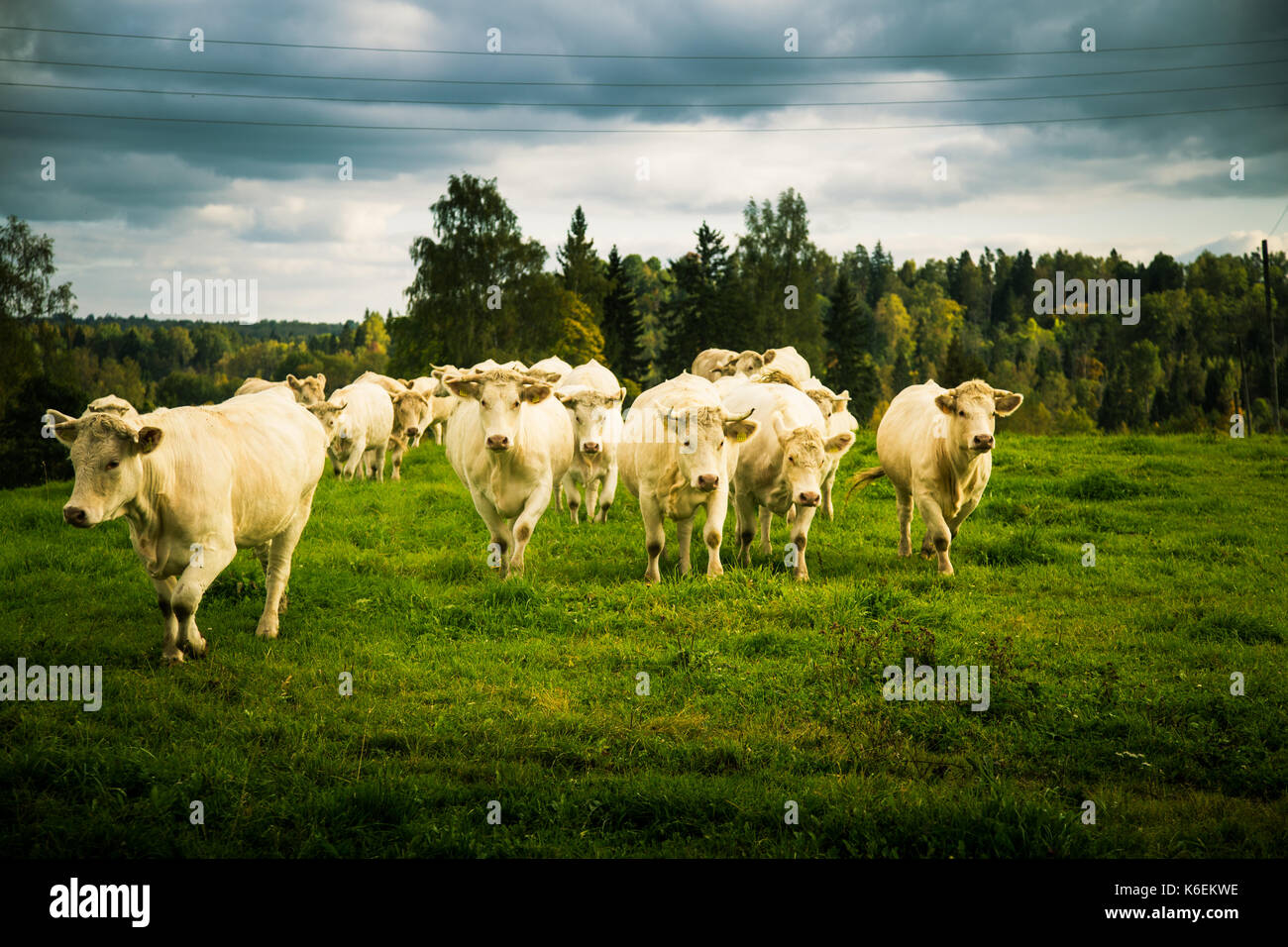 Beautiful white cattle hi-res stock photography and images - Alamy