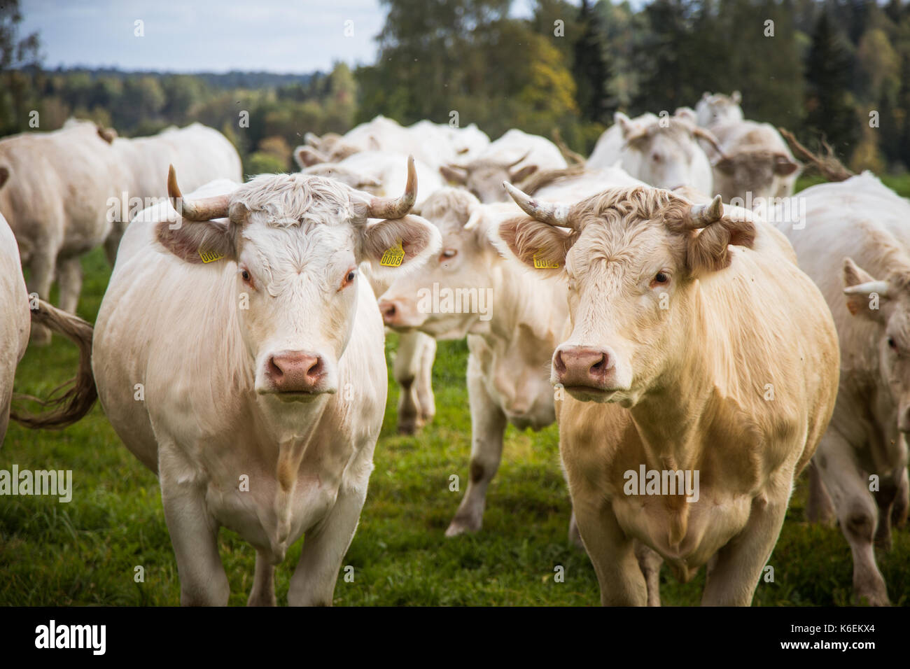 A beautiful white cows in the field. Rural landscape with cattle Stock ...