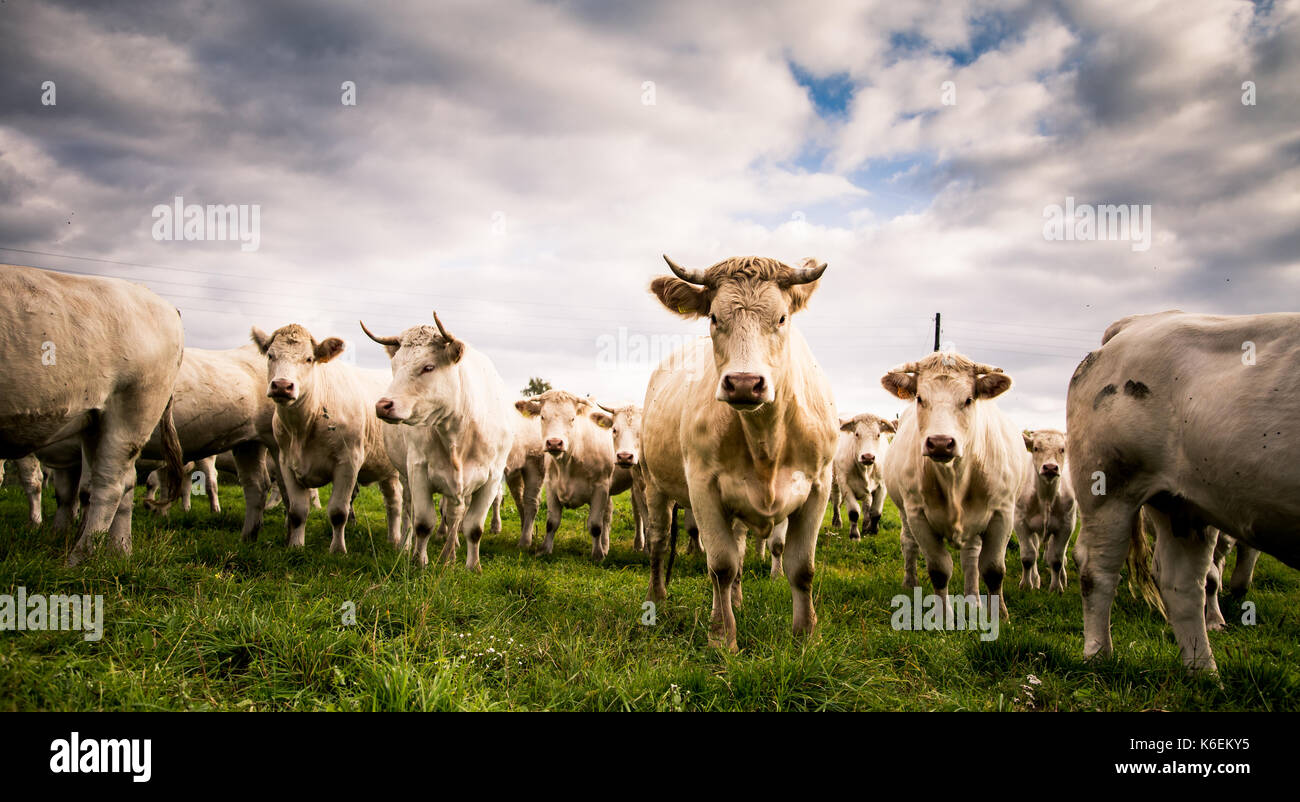 A beautiful white cows in the field. Rural landscape with cattle Stock ...