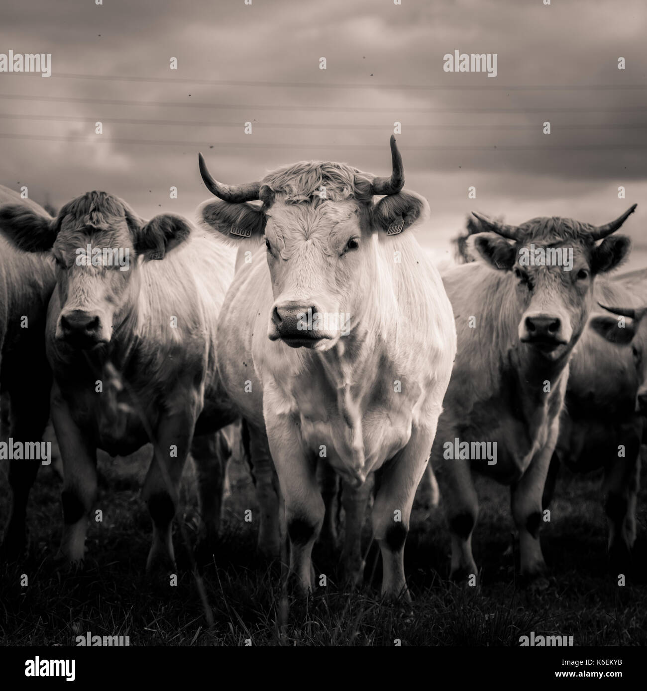 A beautiful white cows in the field. Rural landscape with cattle Stock ...