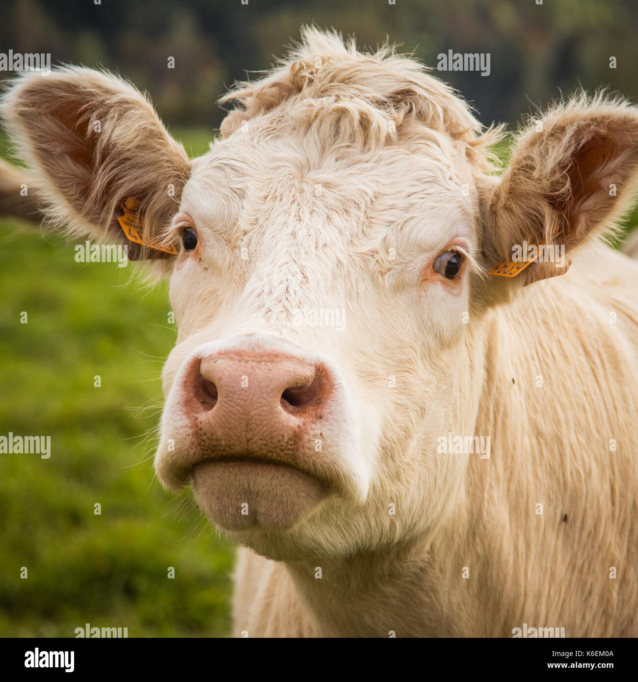 A beautiful white cows in the field. Rural landscape with cattle Stock ...