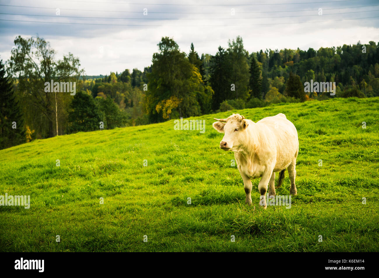 A beautiful white cows in the field. Rural landscape with cattle Stock ...
