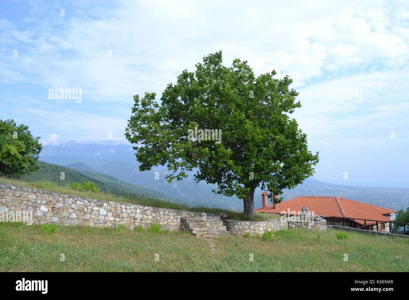 Old tree in morning sunlight traditional Greek garden in Platamonas ...