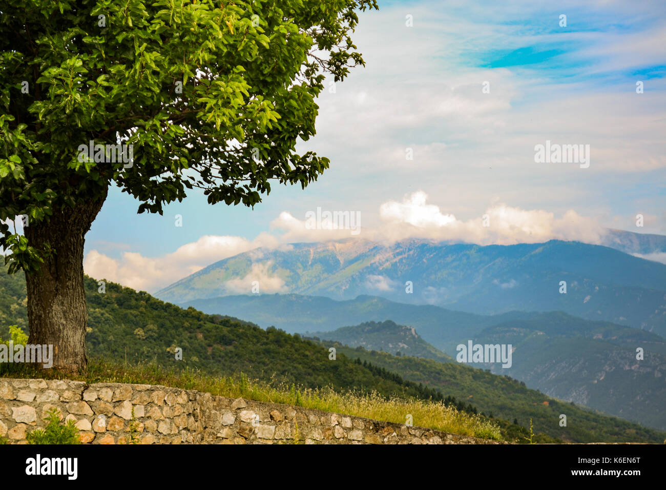 Old tree in morning sunlight traditional Greek garden in Platamonas ...