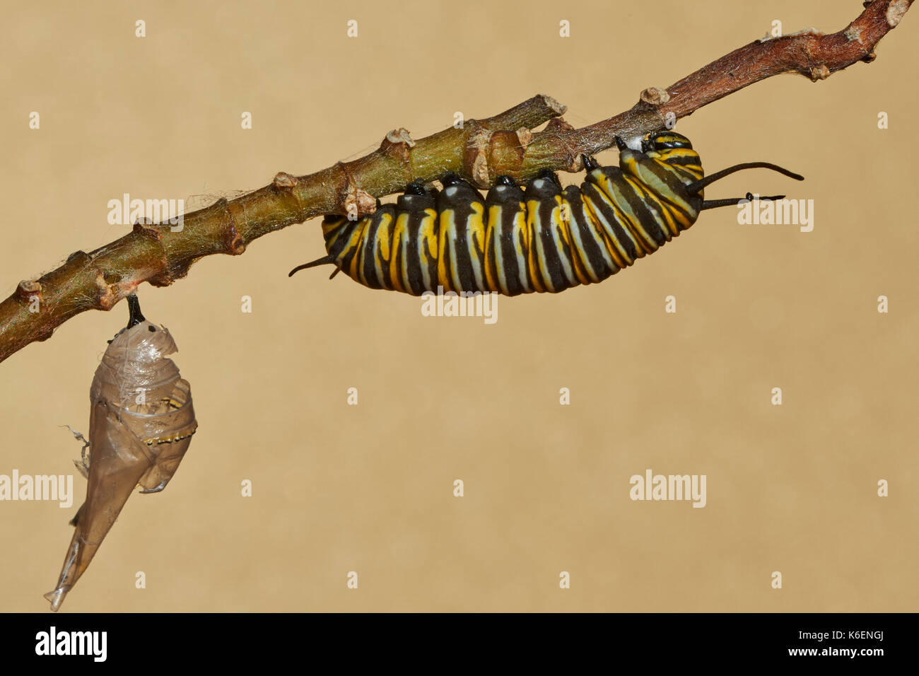 Caterpillar of the Monarch butterfly, Changing from caterpillar to ...