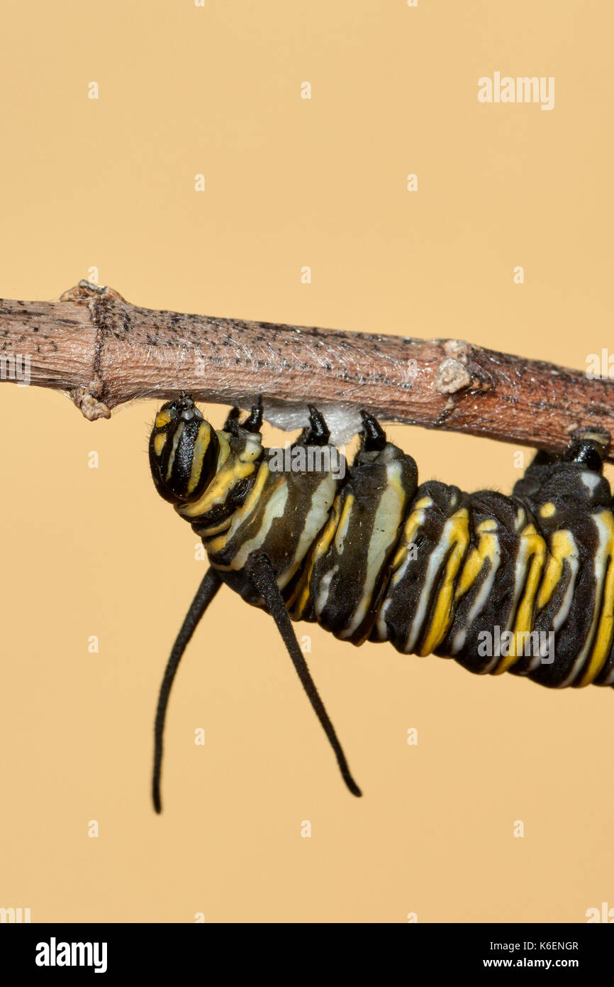 Caterpillar of the Monarch butterfly, Changing from caterpillar to ...