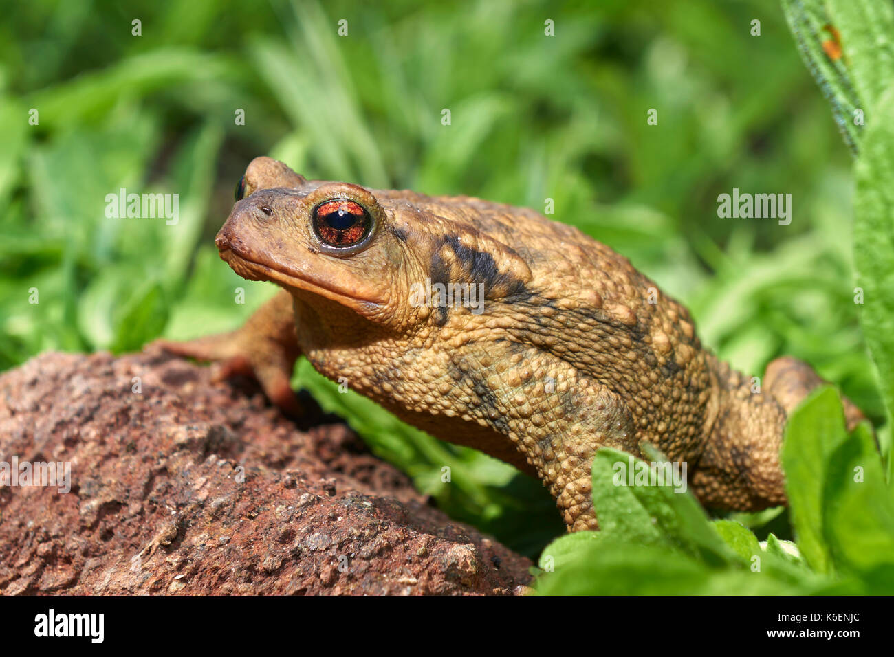 Sapo Comun, Common toad, Bufo bufo, Benalmadena, Malaga, Andalusia ...