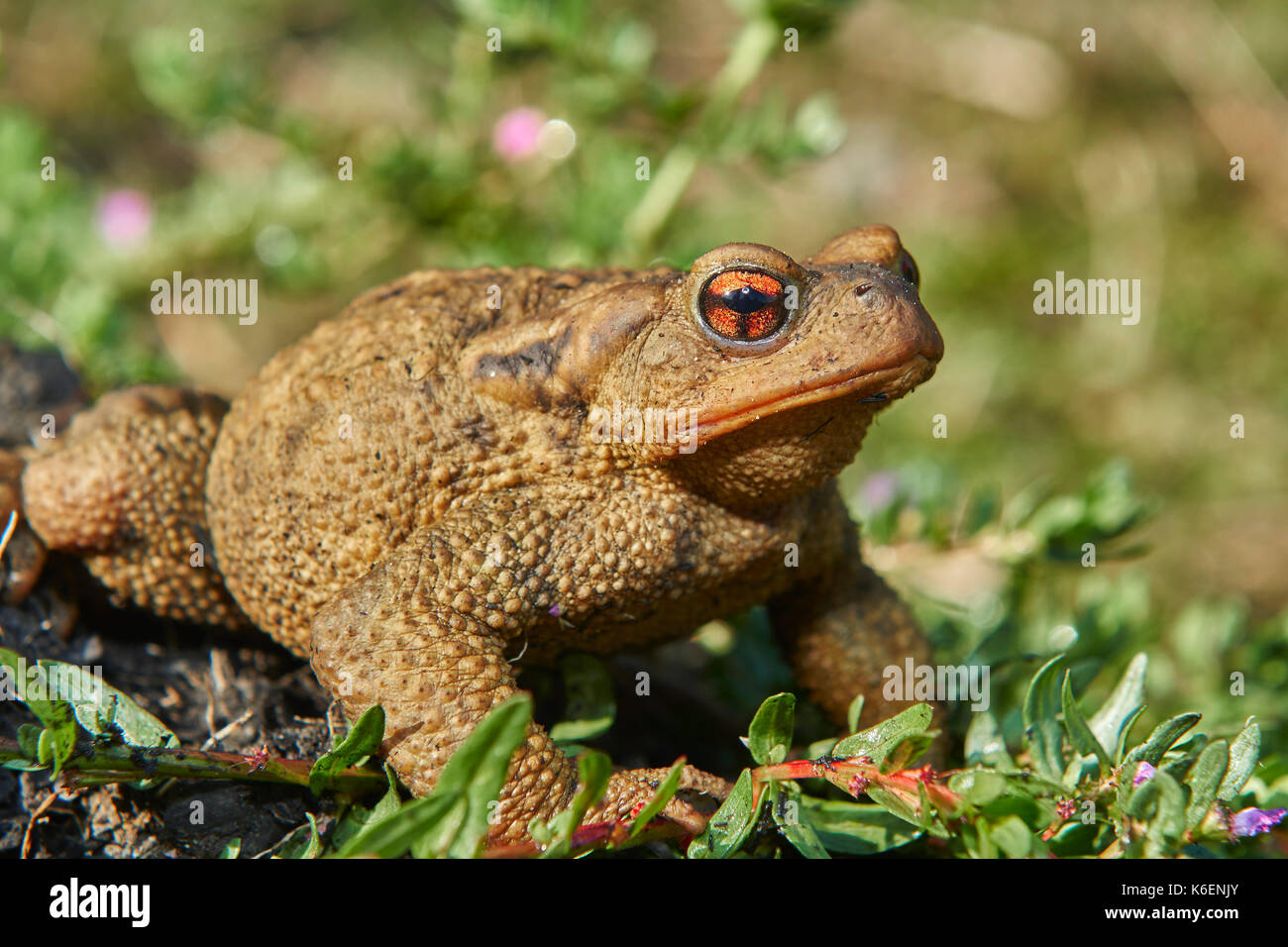 Sapo Comun, Common toad, Bufo bufo, Benalmadena, Malaga, Andalusia ...