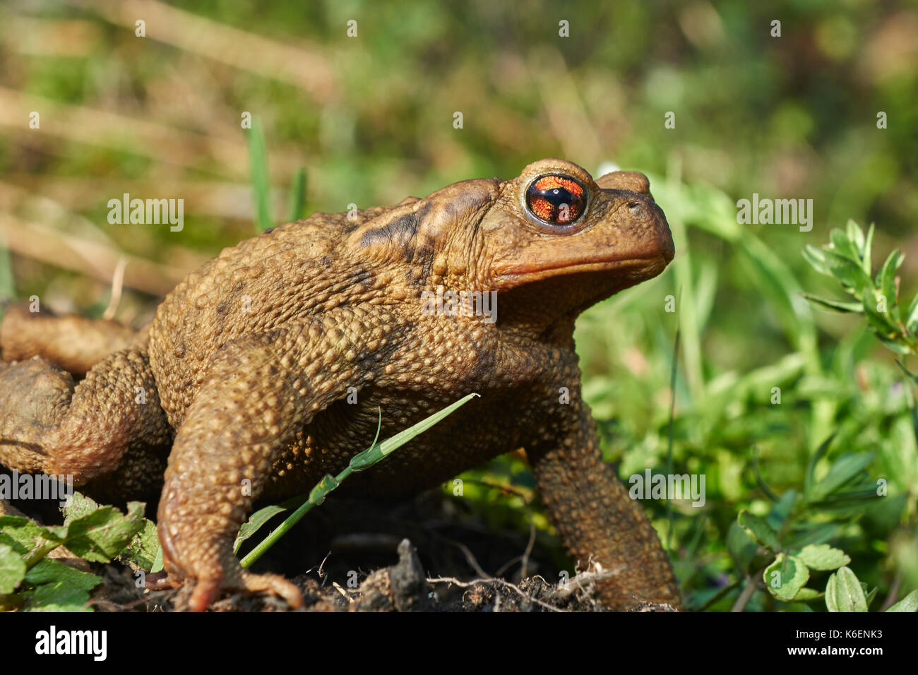 Sapo Comun High Resolution Stock Photography and Images - Alamy