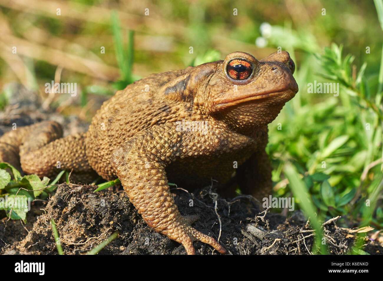 Sapo comun hi-res stock photography and images - Alamy