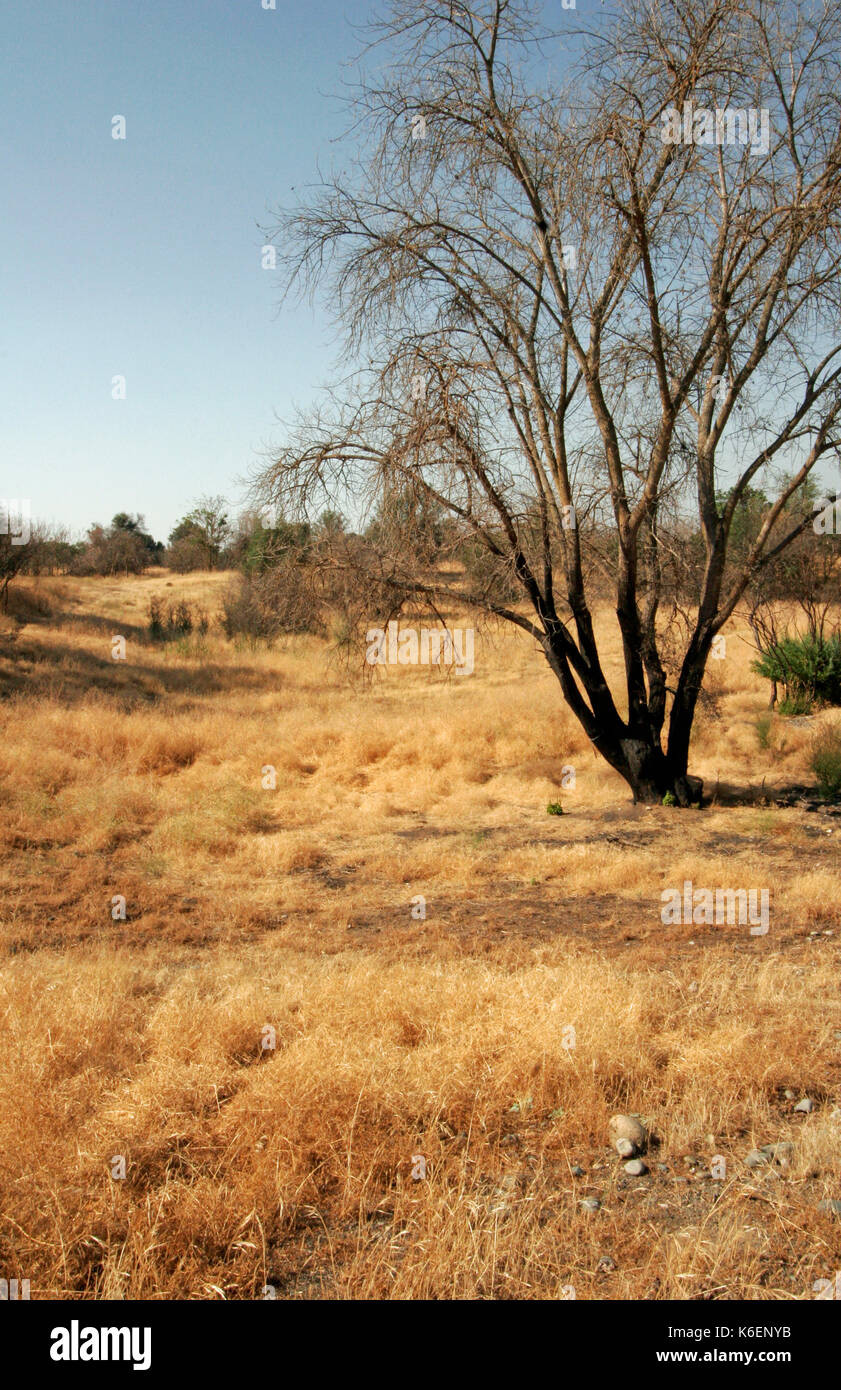 REGROWTH AFTER WILDFIRE AROUND AMERICAN RIVER BIKE TRAIL, SACREMENTO ...