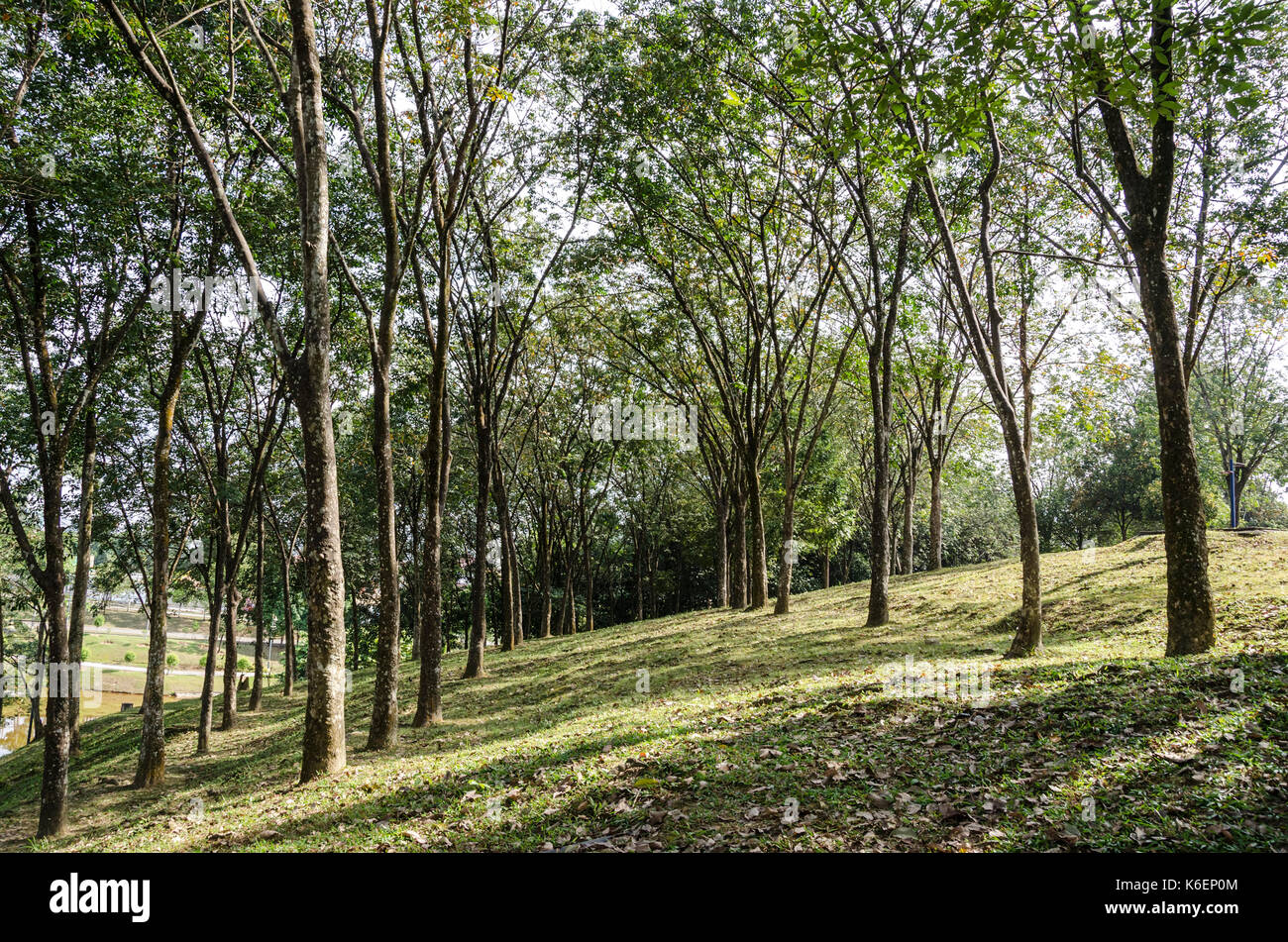 Trees aligned in tropical forrest - tree in a tropical rain forrest ...
