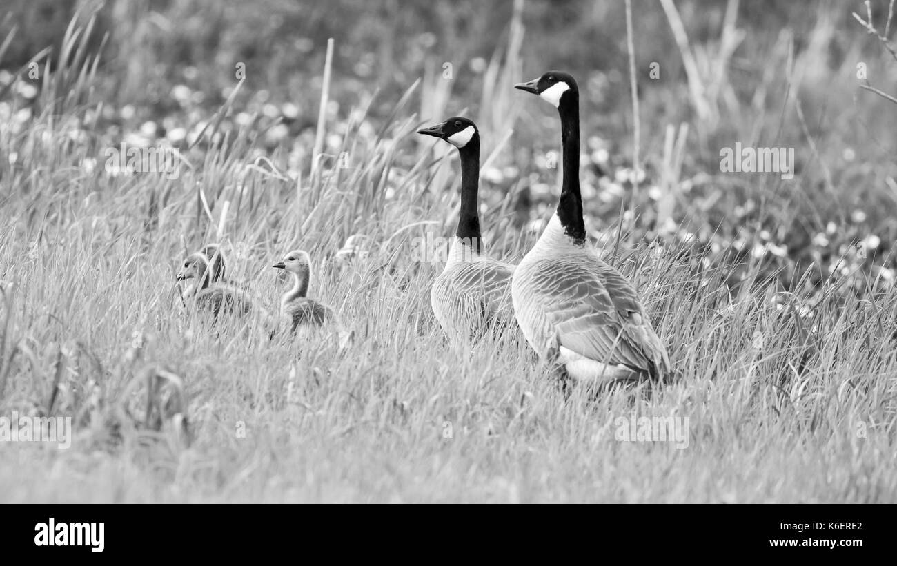 Black and white geese hi-res stock photography and images - Alamy