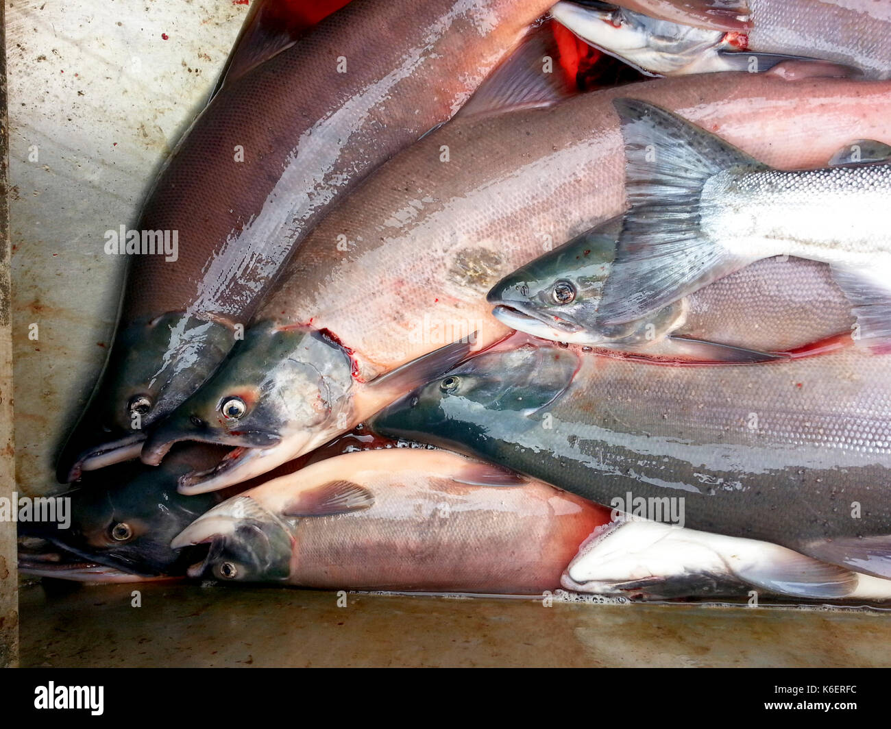 Fish box hi-res stock photography and images - Alamy