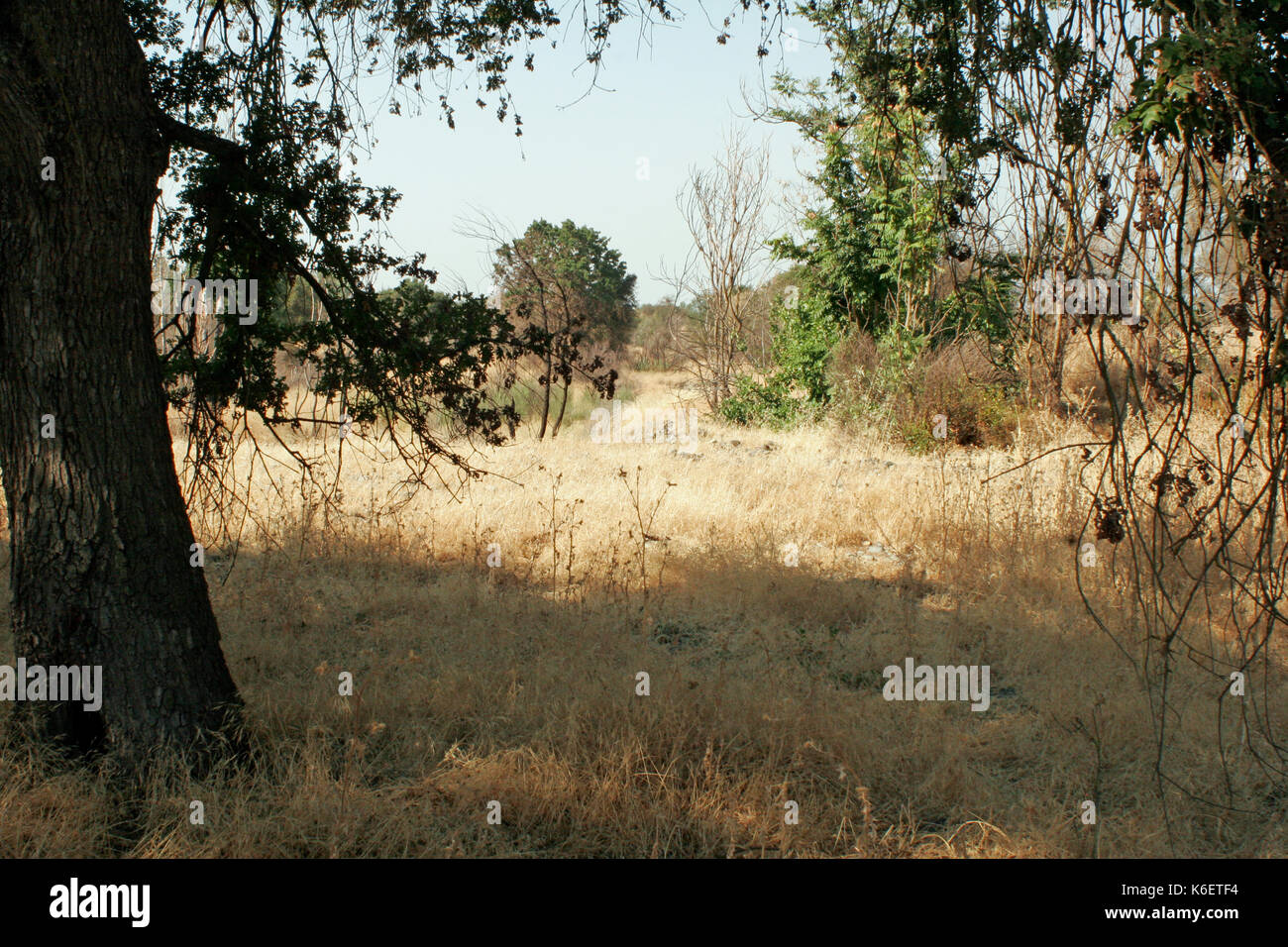Regrowth after wildfire hi-res stock photography and images - Alamy