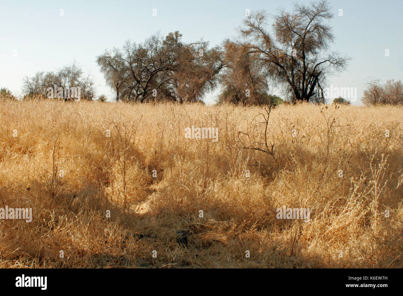REGROWTH AFTER WILDFIRE AROUND AMERICAN RIVER BIKE TRAIL, SACREMENTO ...