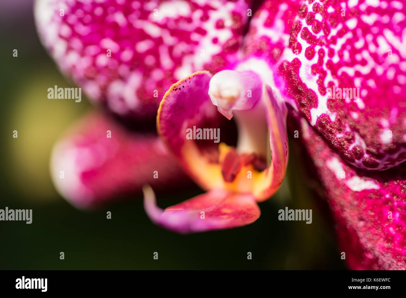 Purple orchid flower in tropical garden Stock Photo - Alamy