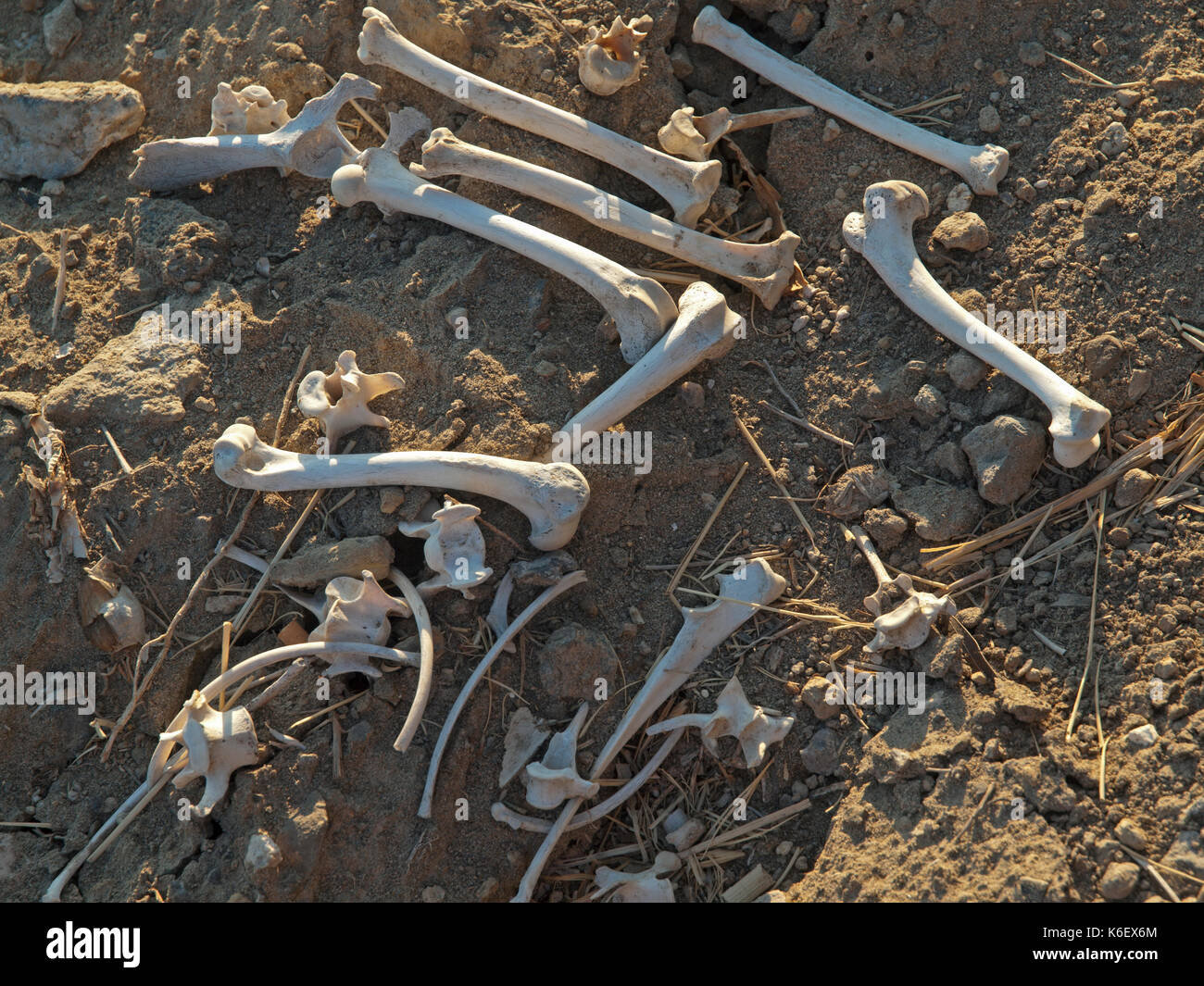 Bleached bones hi-res stock photography and images - Alamy