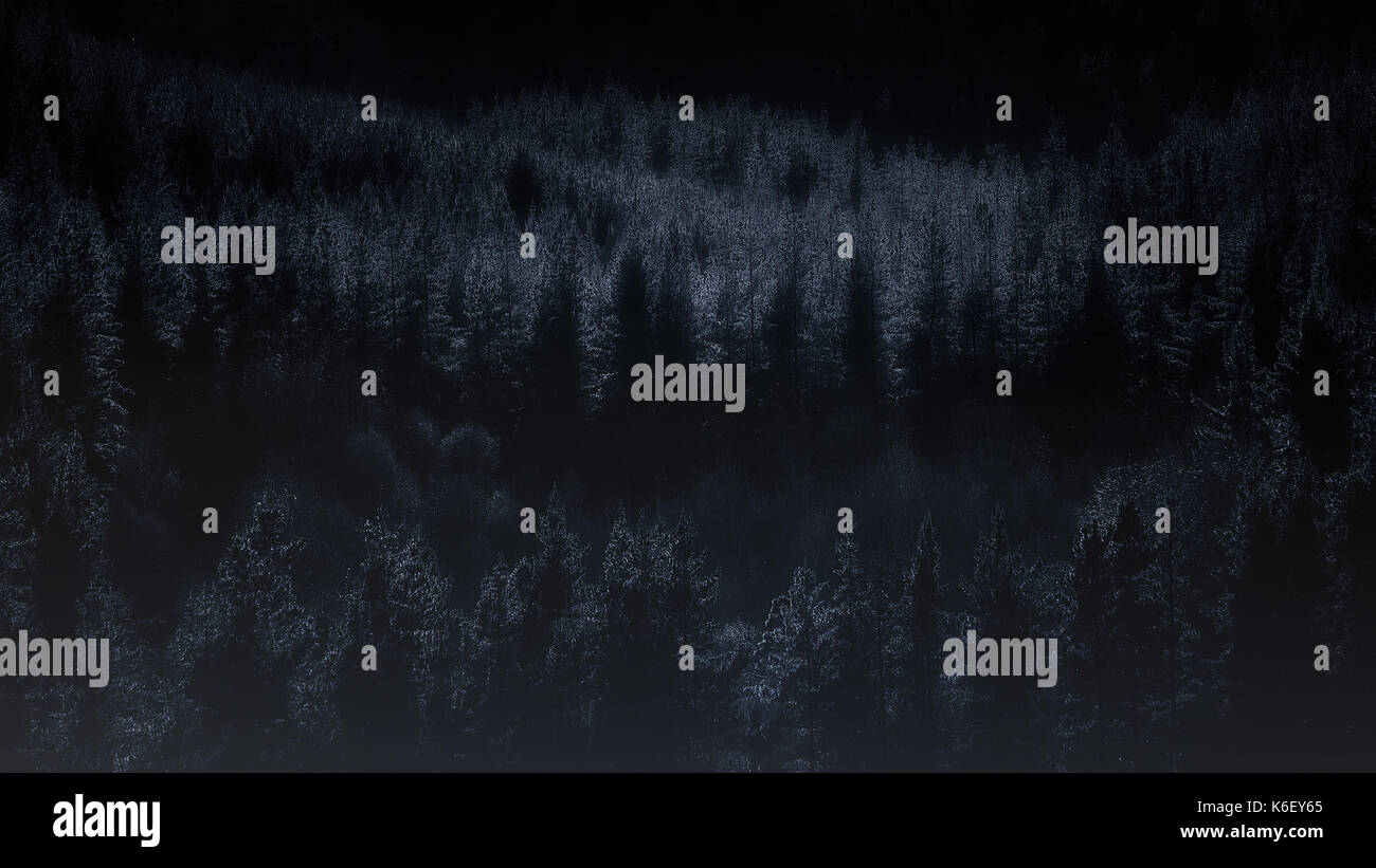 dark forest at the night Stock Photo - Alamy