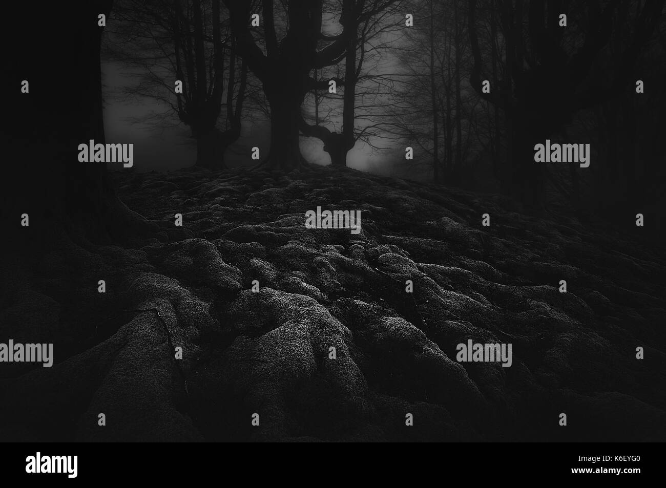 Dark and scary forest with roots Stock Photo - Alamy