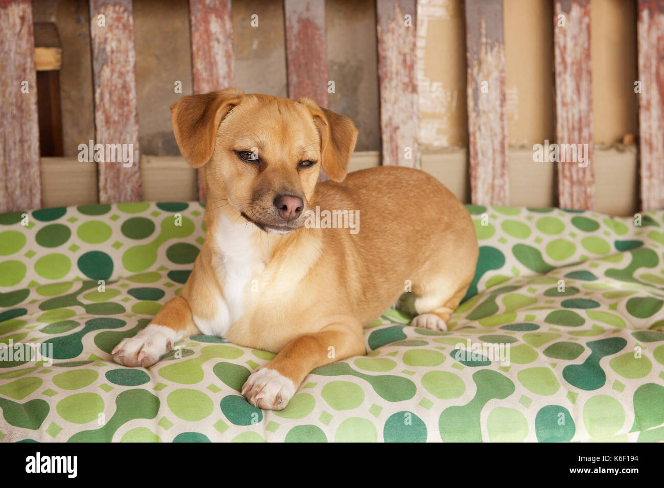 Puppy Dog on a bench seat Stock Photo - Alamy