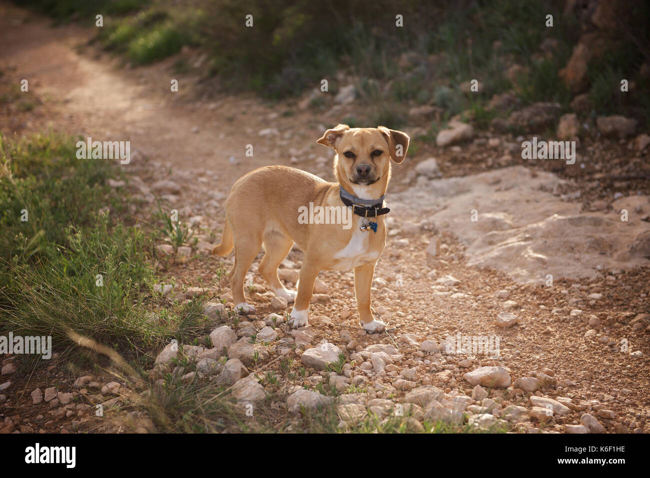 Young Dog in the countryside Stock Photo - Alamy