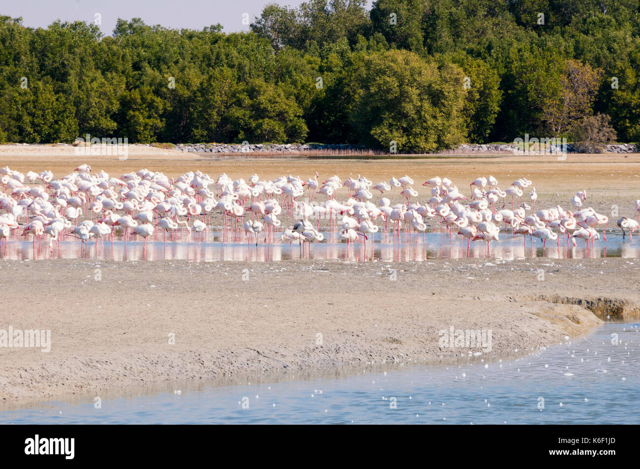 Pink flamingos, Dubai Creek, Ras Al Khor Wildlife Sanctuary, Dubai ...