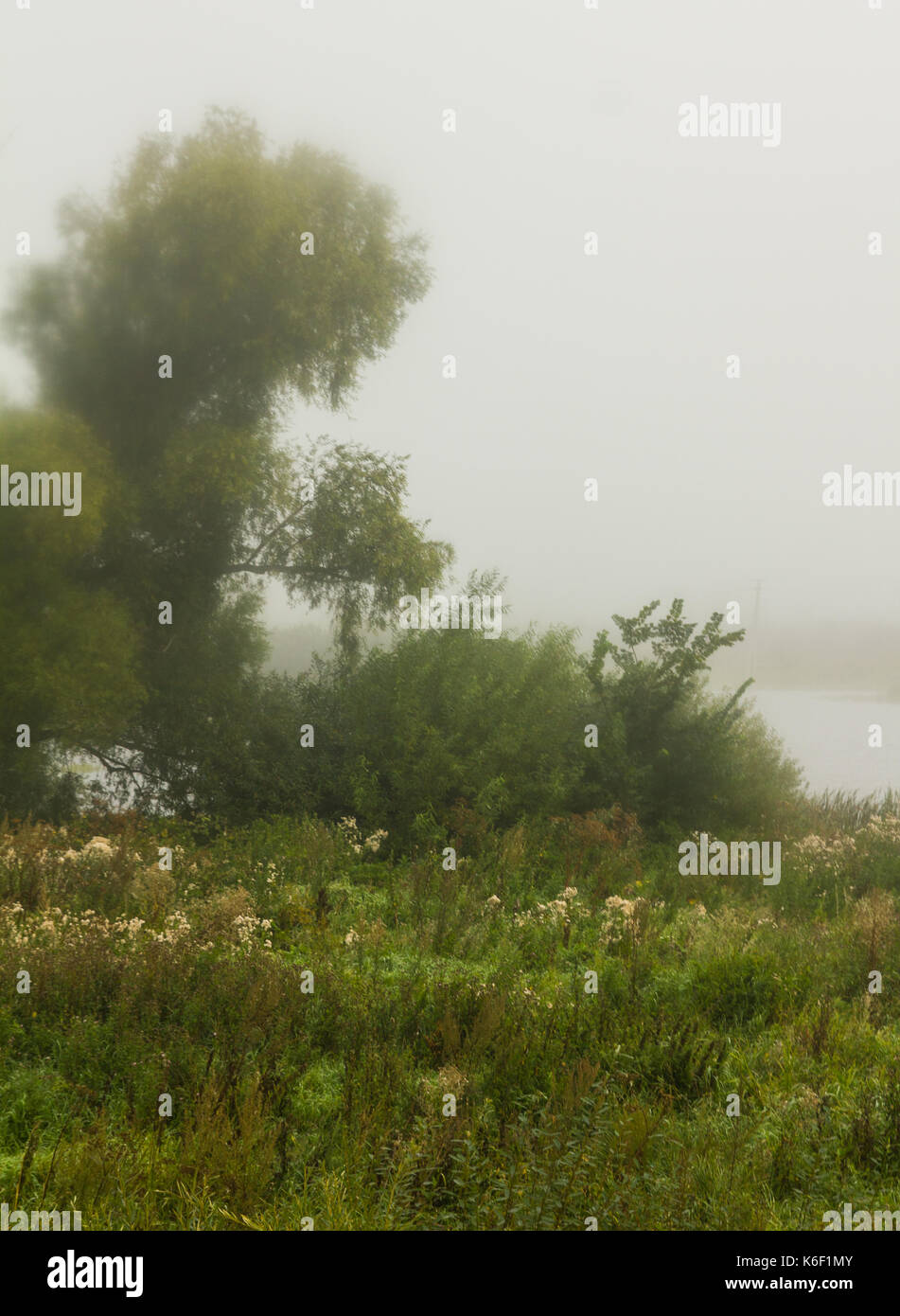 Swamp with morning mist hi-res stock photography and images - Alamy