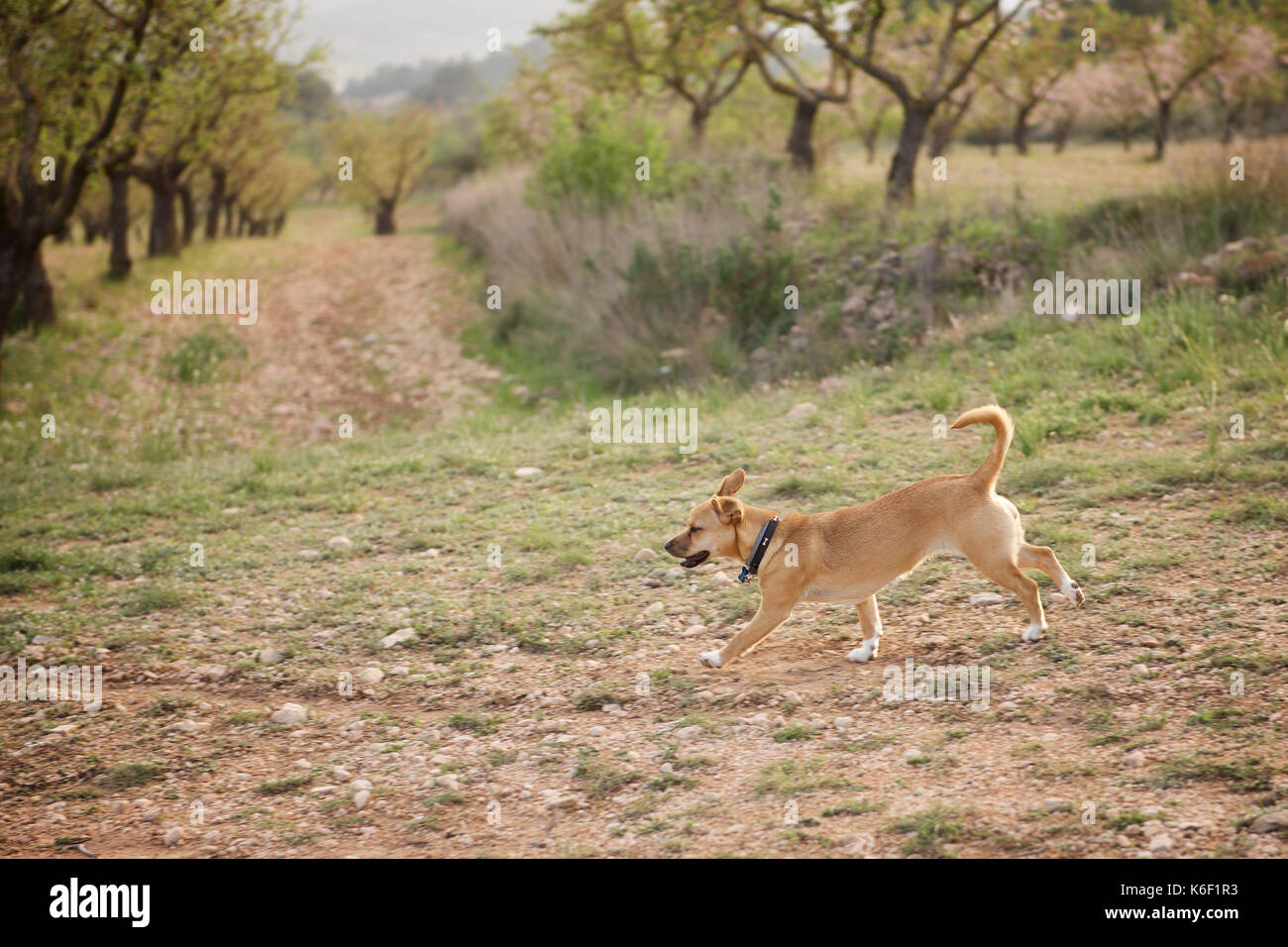 Young Dog in the countryside Stock Photo - Alamy