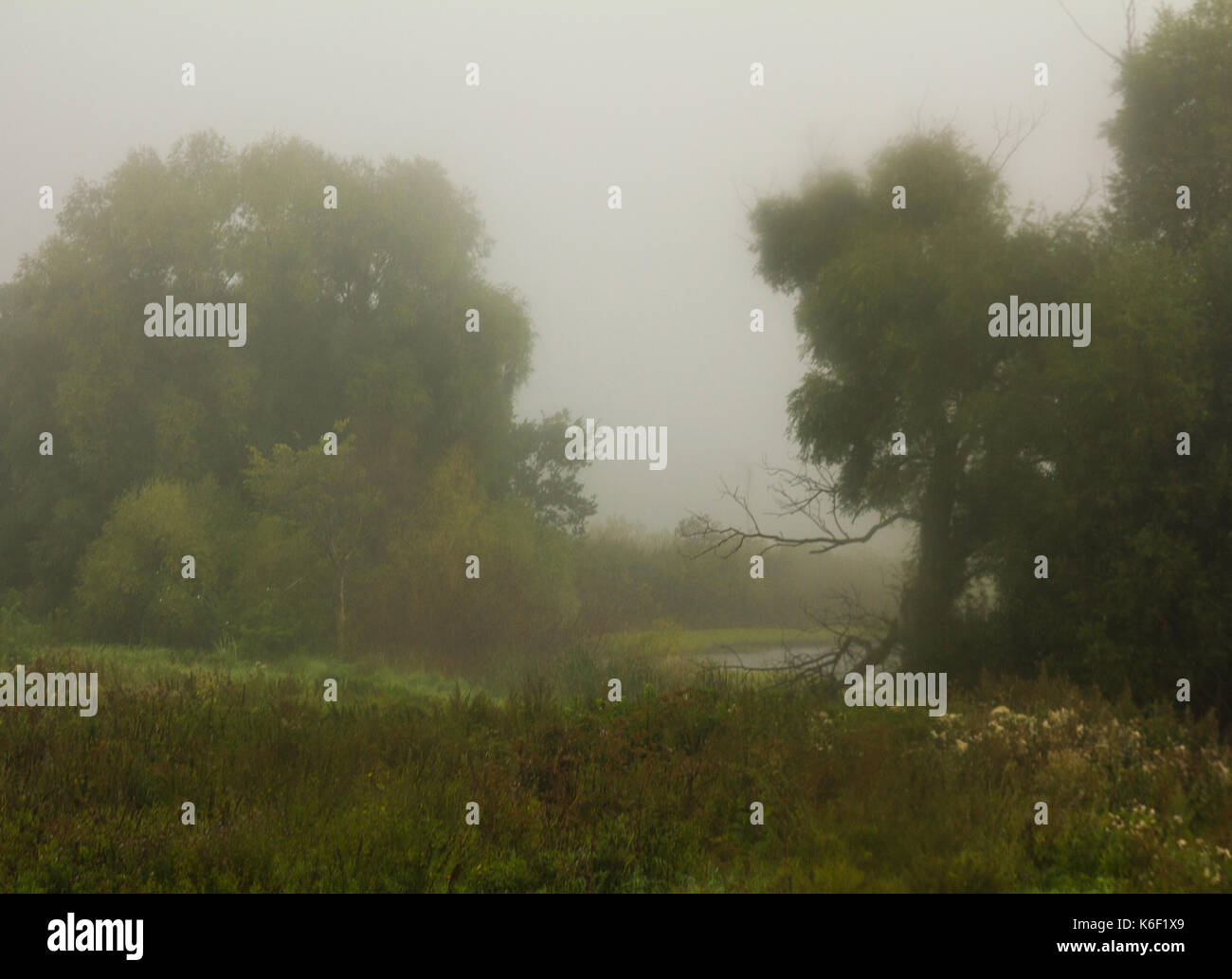 Swamp fog hi-res stock photography and images - Alamy