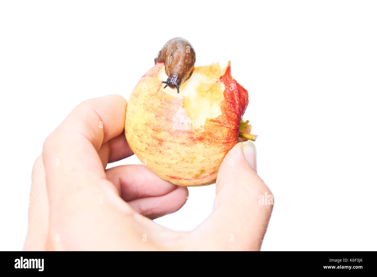 Hand holding apple with crawling slug. Isolated on white background ...
