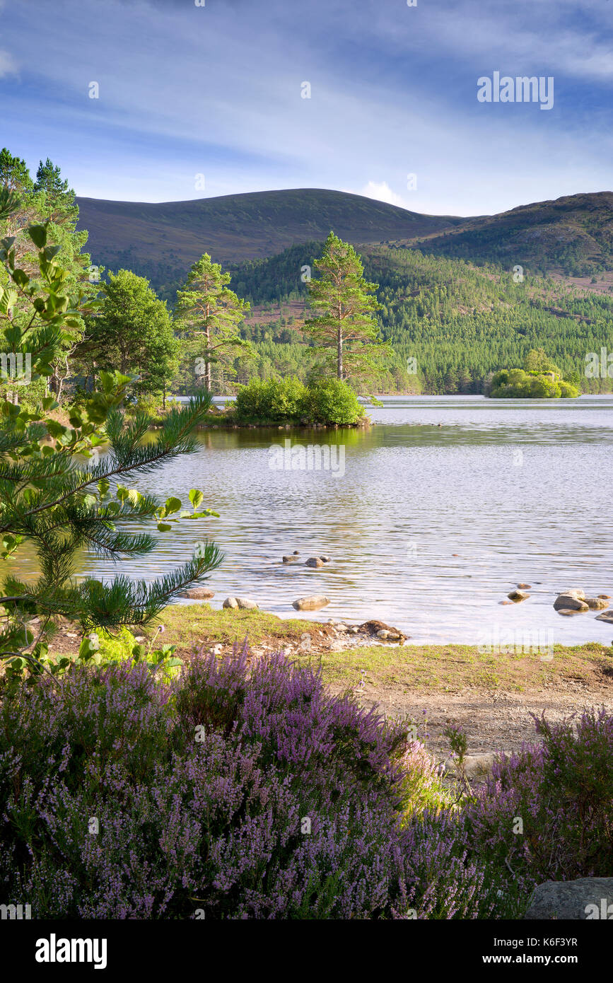 Heather in bloom along the shore of Loch an Eilein on the Rothiemurchus ...