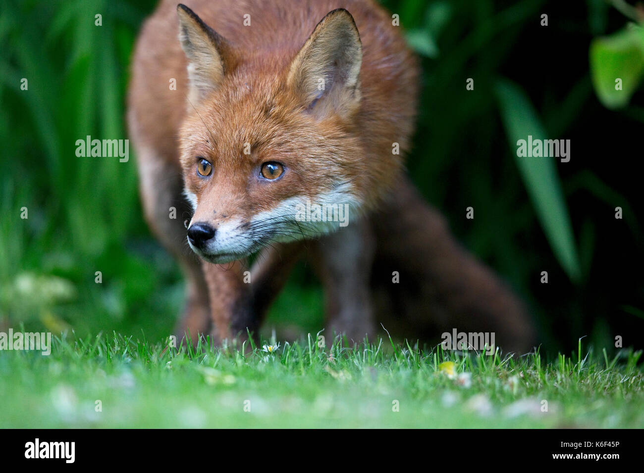 Fox (Vulpes vulpes Stock Photo - Alamy
