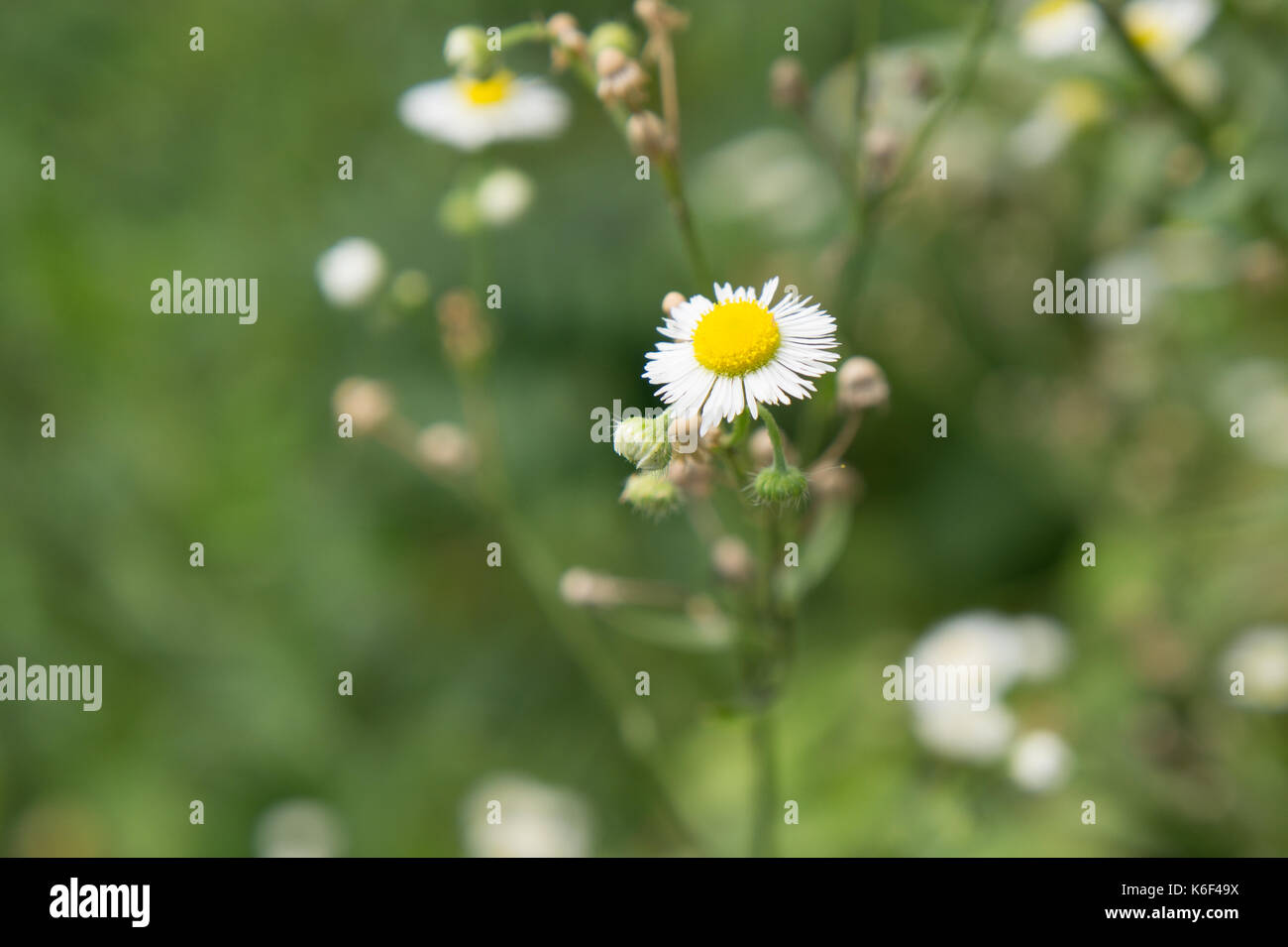 Daisy blume hi-res stock photography and images - Alamy